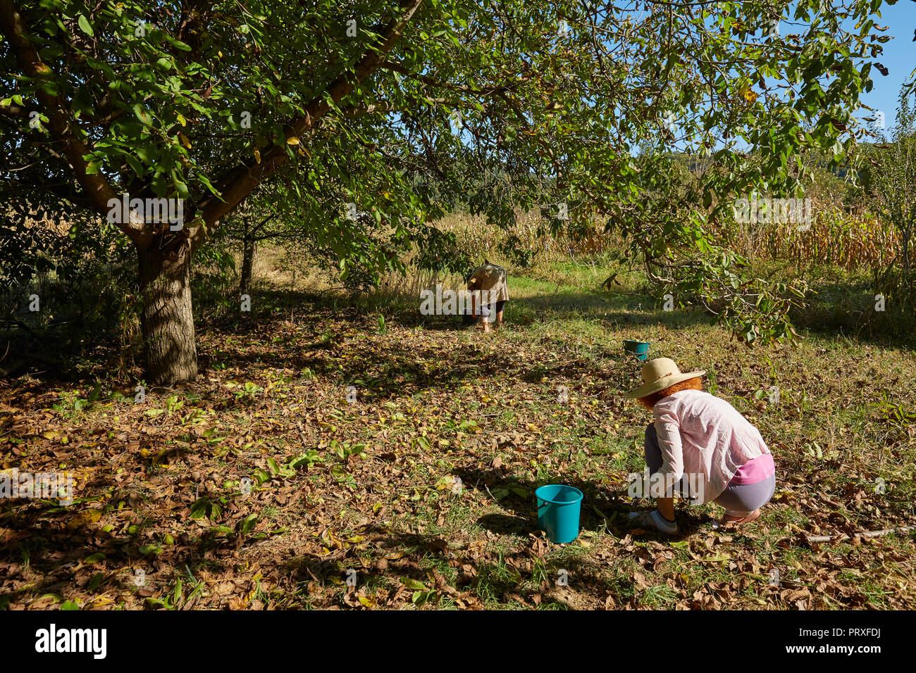 Family of peasants picking walnuts at autumn harvest in the orchard ...