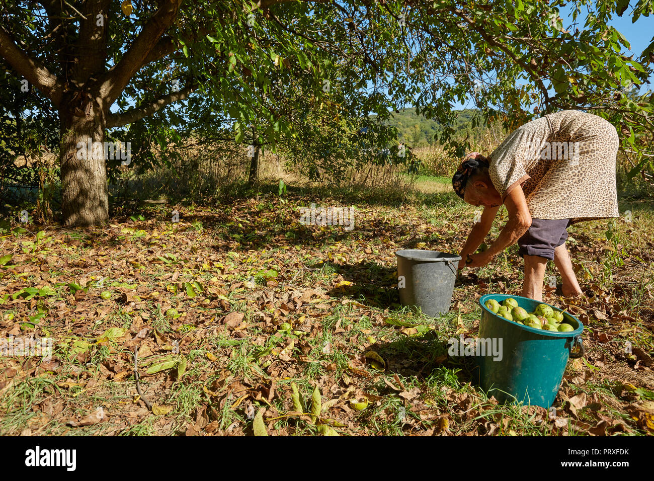 Walnut picking hi-res stock photography and images - Alamy