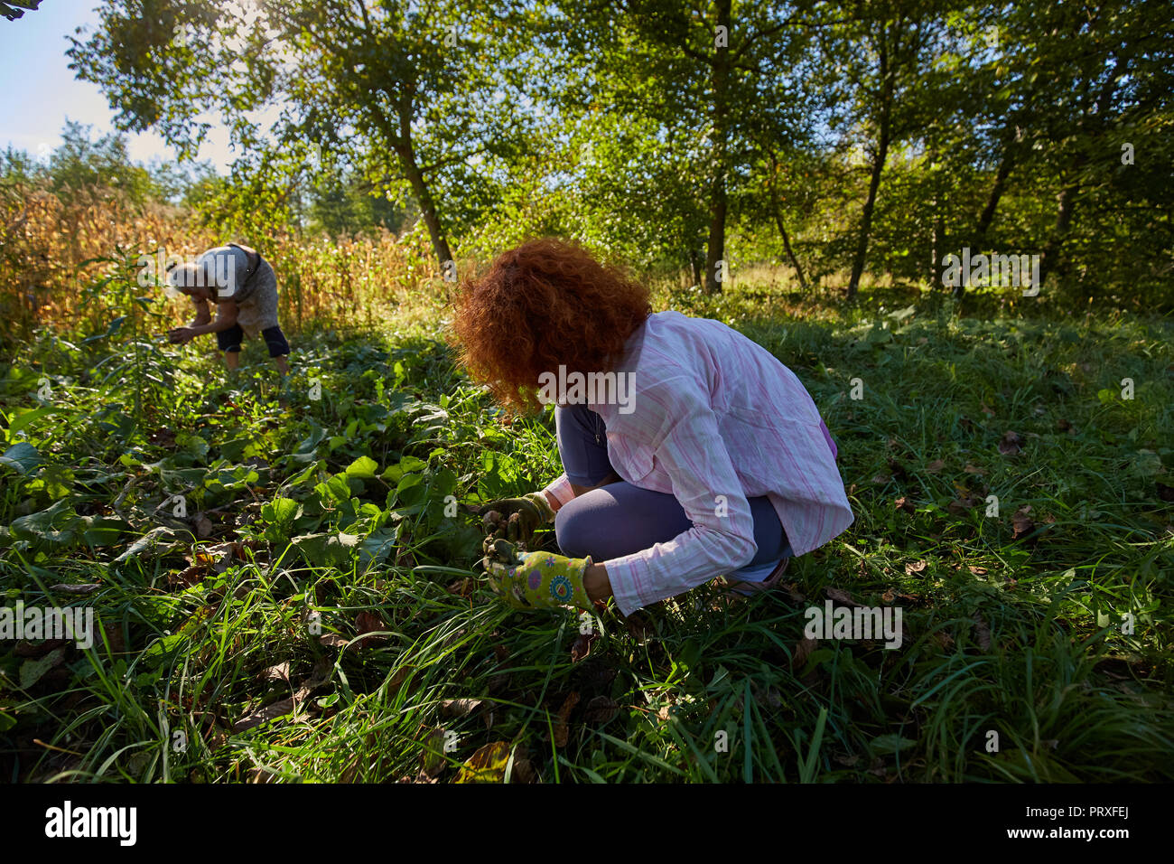 Family of peasants picking walnuts at autumn harvest in the orchard ...