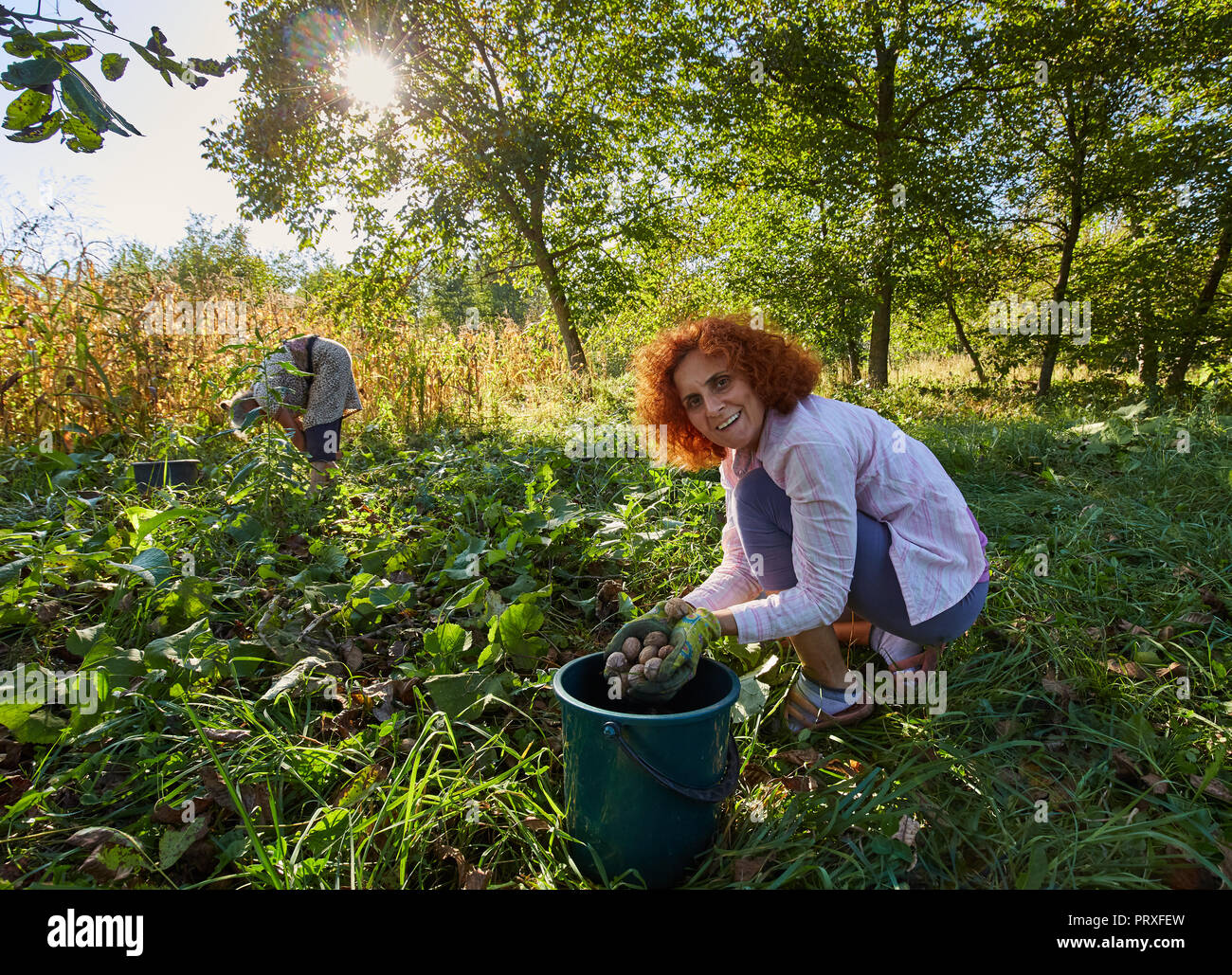Family of peasants picking walnuts at autumn harvest in the orchard ...