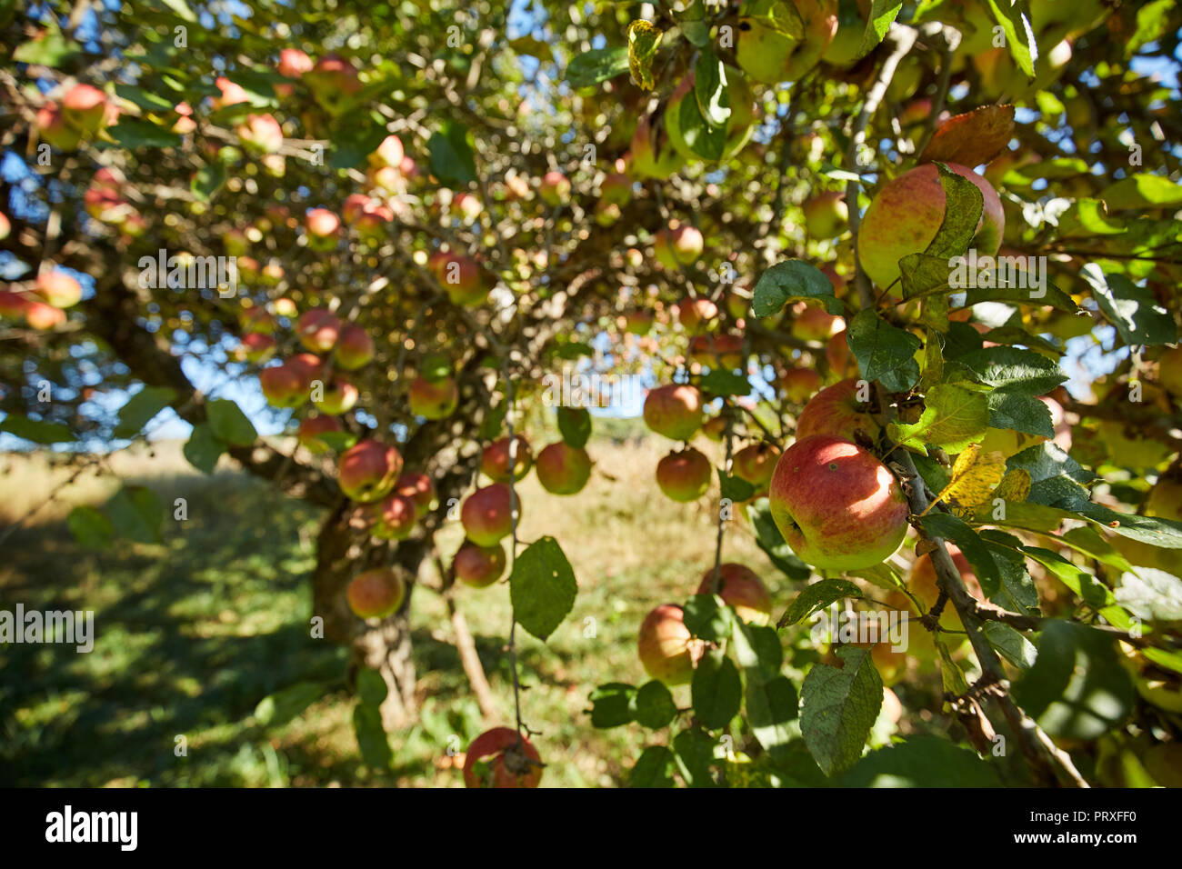 Orchard of apple trees with fruits ready to harvest Stock Photo - Alamy