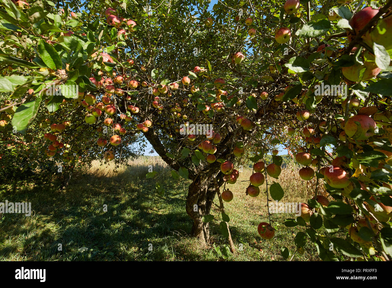 Orchard of apple trees with fruits ready to harvest Stock Photo - Alamy