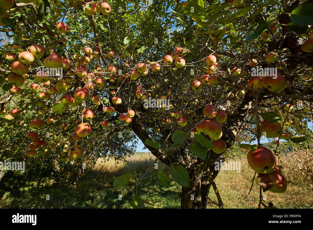 Orchard of apple trees with fruits ready to harvest Stock Photo - Alamy