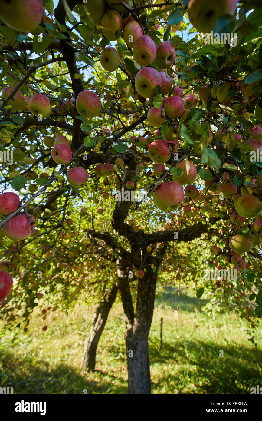 Orchard of apple trees with fruits ready to harvest Stock Photo - Alamy