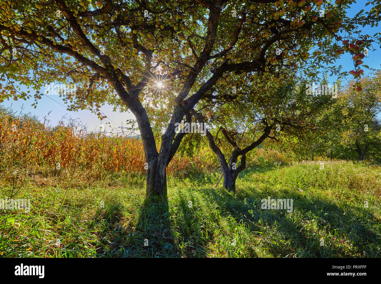 Orchard of apple trees with fruits ready to harvest Stock Photo - Alamy