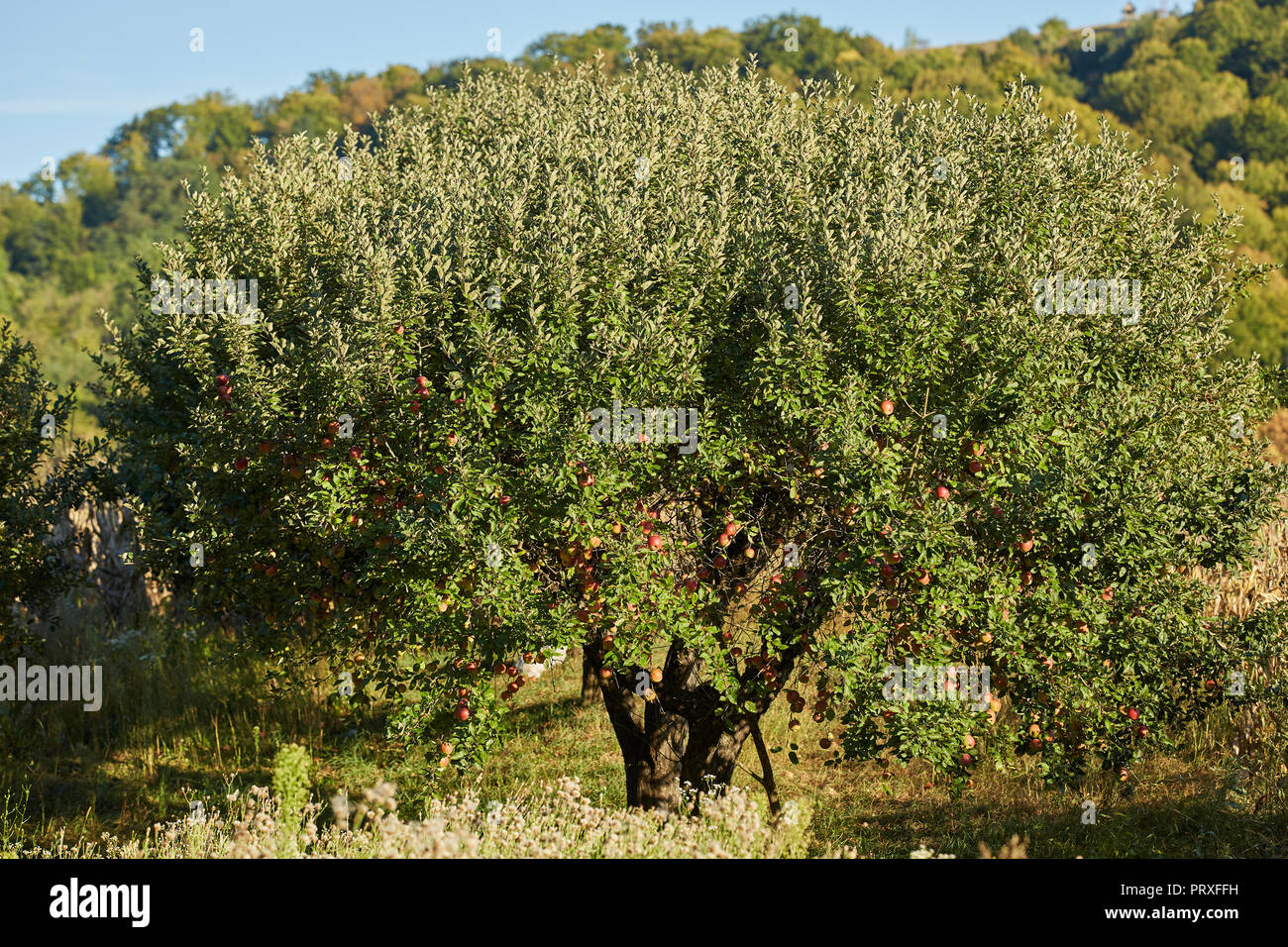 Orchard of apple trees with fruits ready to harvest Stock Photo - Alamy