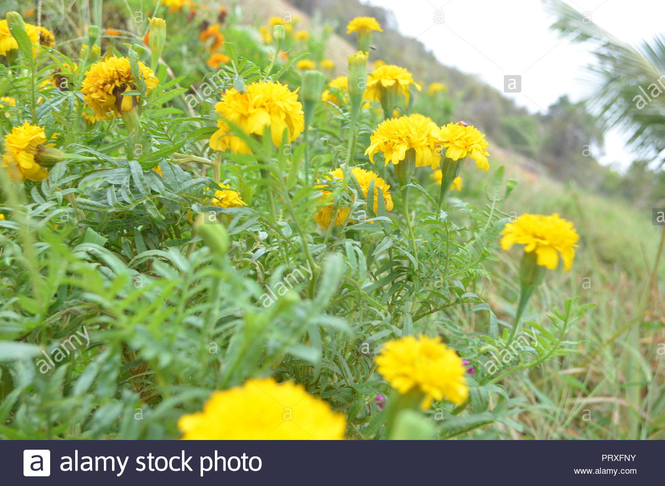 Wild Marigold Stock Photos & Wild Marigold Stock Images - Alamy