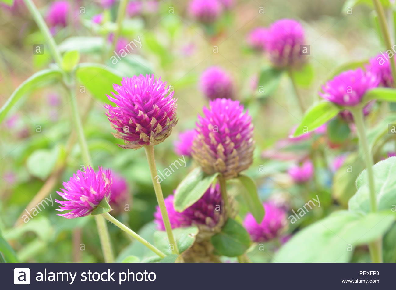 Flowers In Sri Lanka High Resolution Stock Photography and Images - Alamy