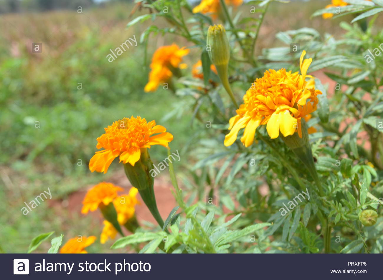 Marigold Flower Asia Stock Photos & Marigold Flower Asia Stock Images ...