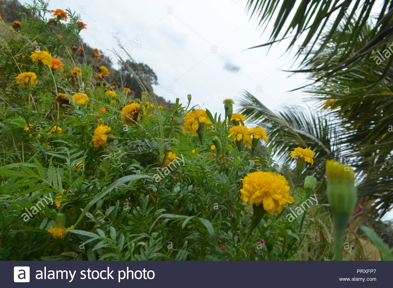 Marigold Flowers Asia Stock Photos & Marigold Flowers Asia Stock Images ...