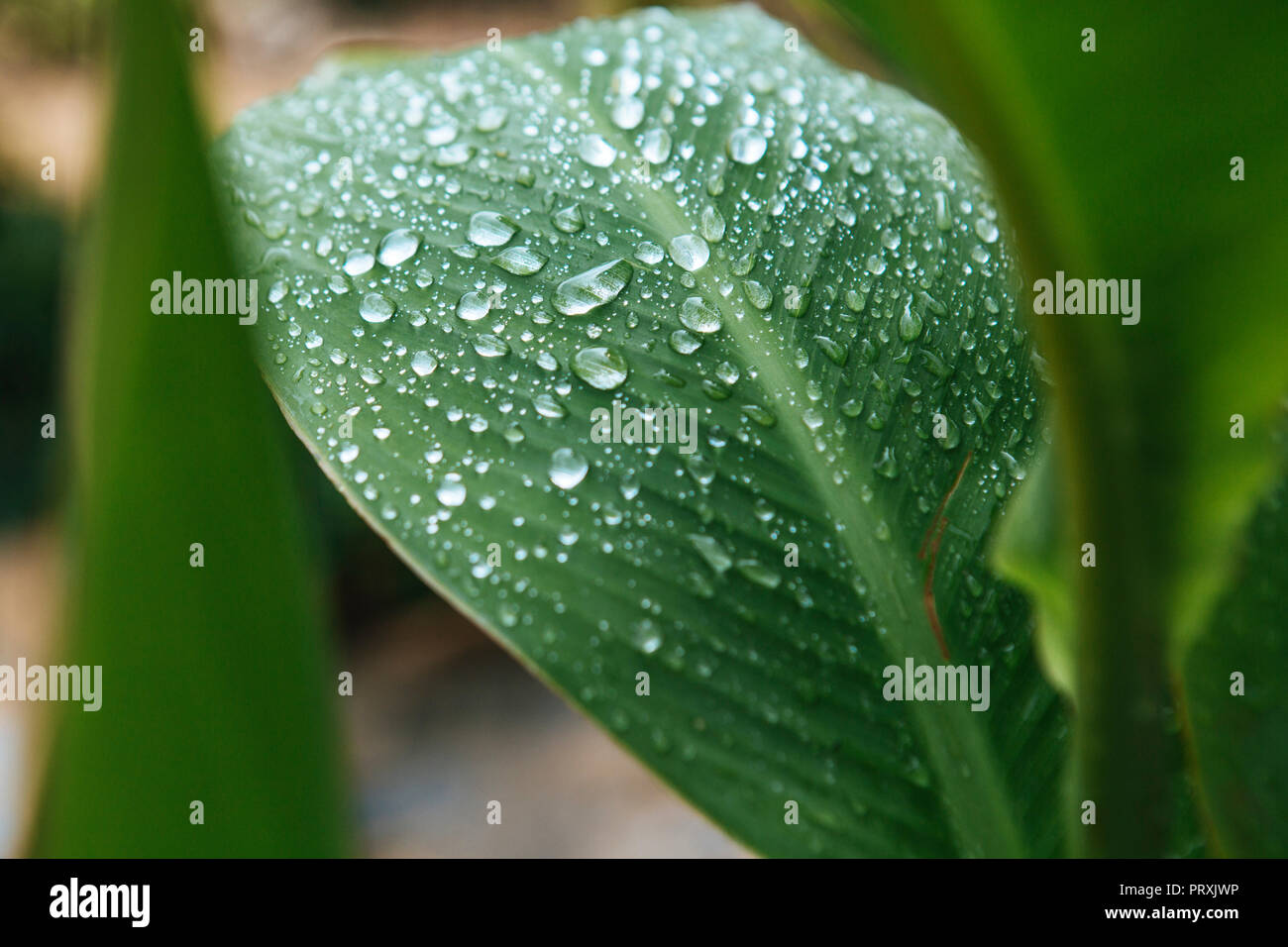 A large leafed plant covered in rain Stock Photo - Alamy