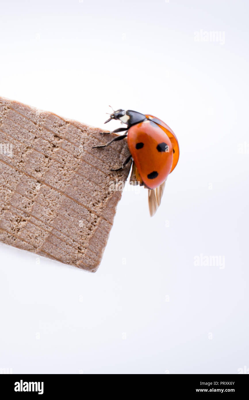 Beautiful photo of red ladybug walking on a piece of wood Stock Photo ...