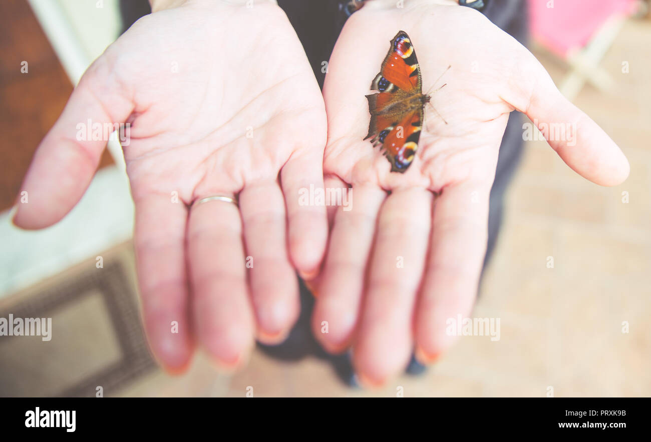 Woman hands with butterfly on the fingers Stock Photo - Alamy