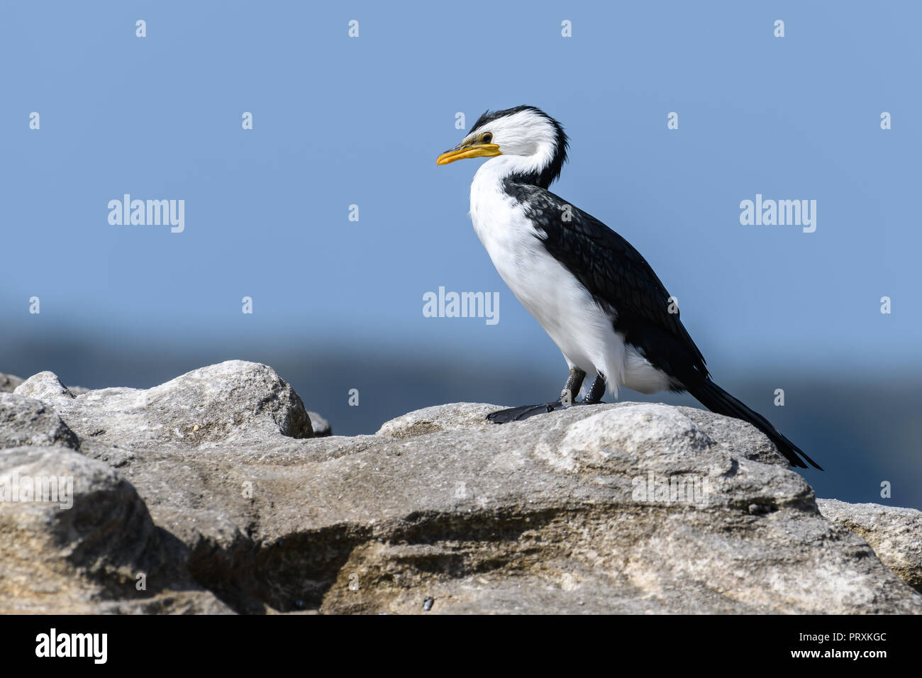 Cormorant bird standing on a rock Stock Photo - Alamy