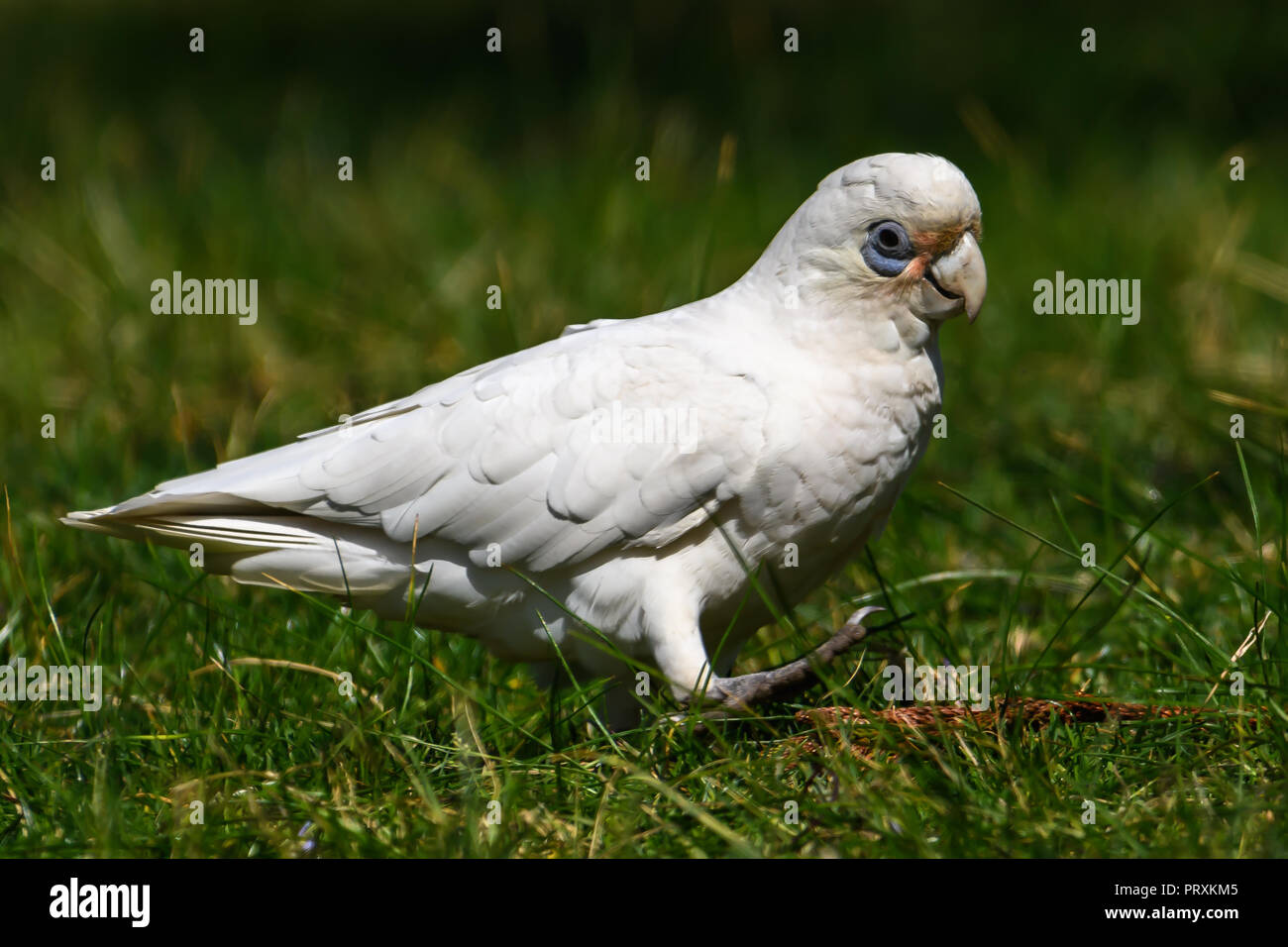 Native australian corella hi-res stock photography and images - Alamy