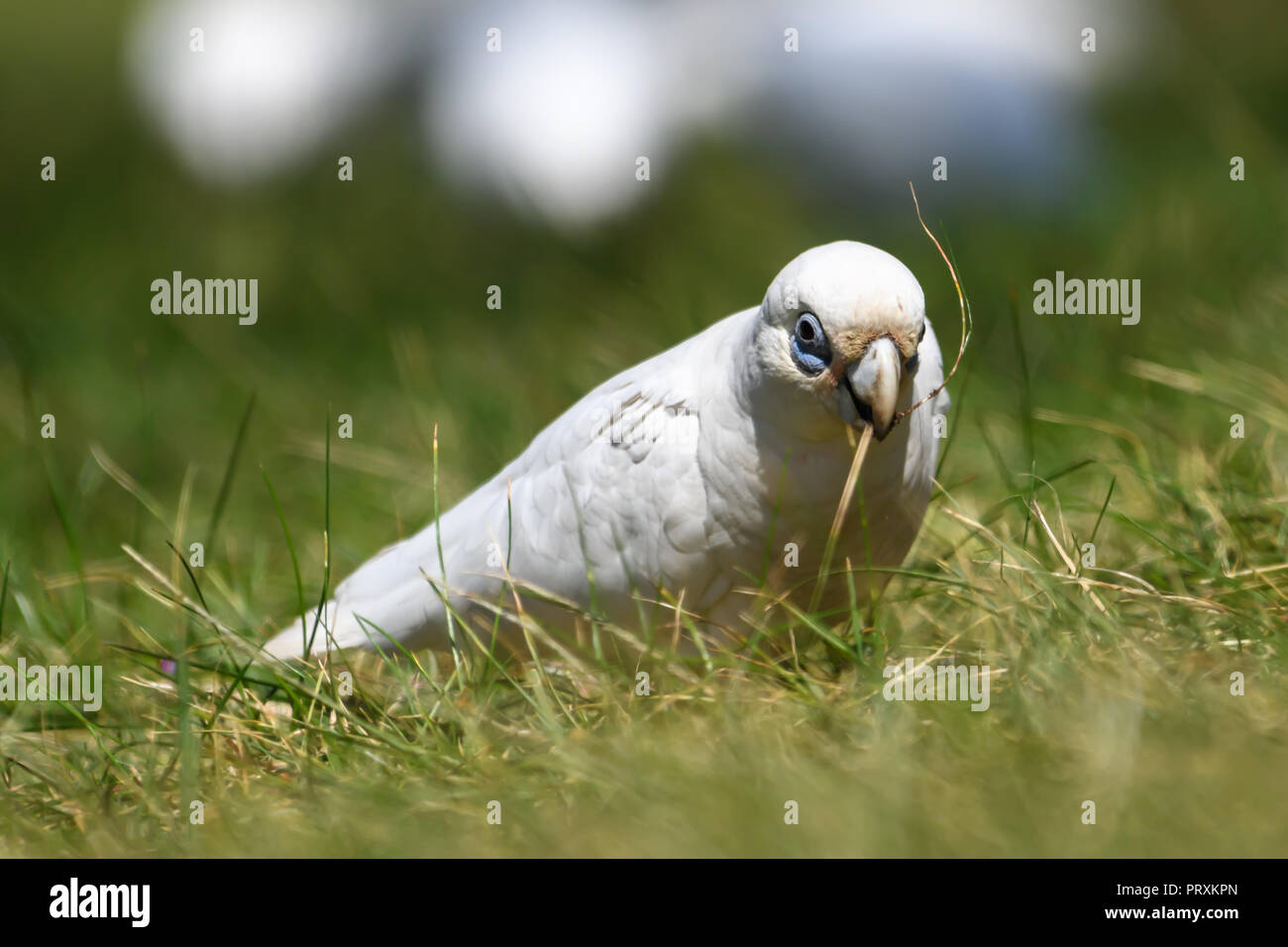 Corella Parrot standing on grass Stock Photo - Alamy