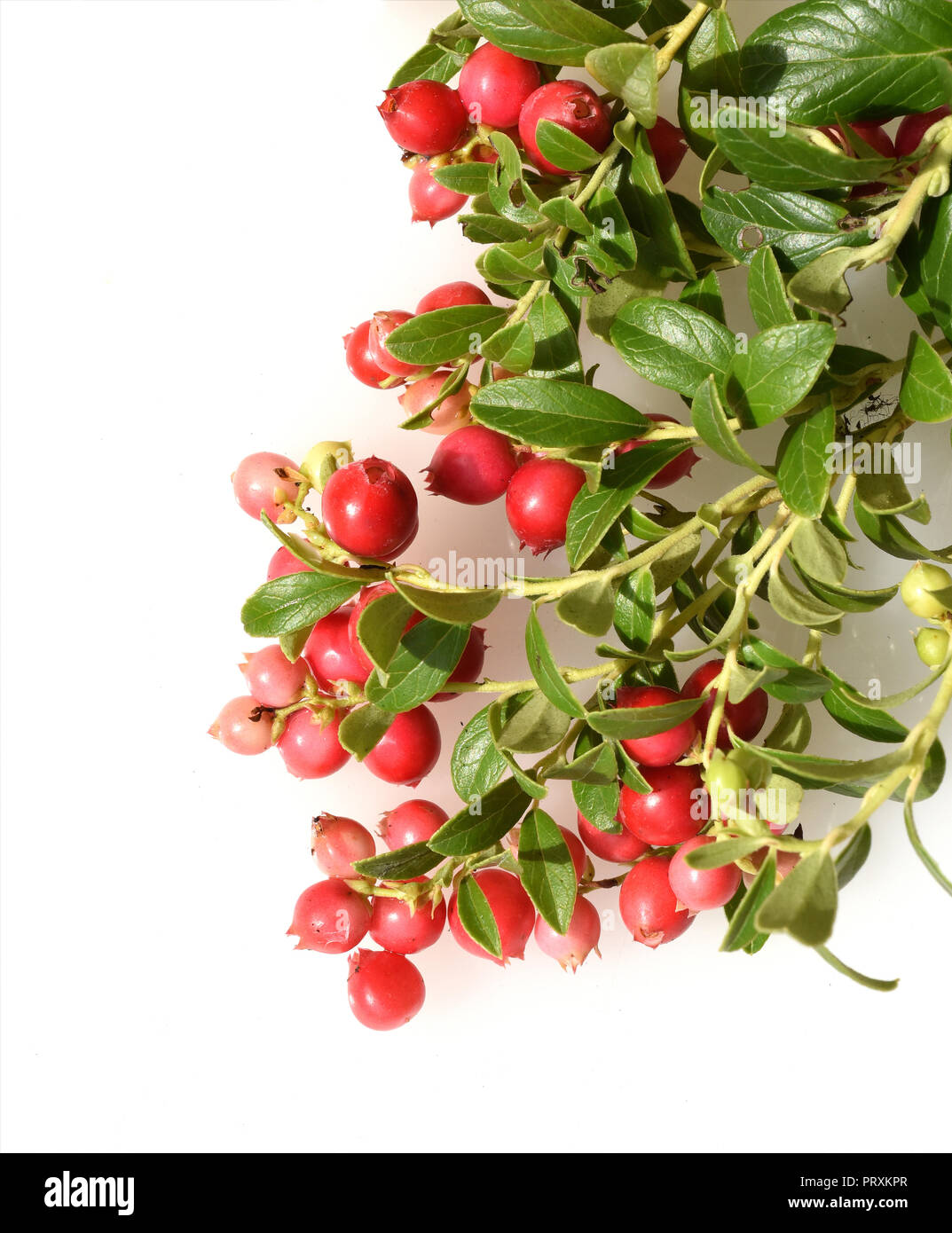 Preiselbeere High Resolution Stock Photography and Images - Alamy
