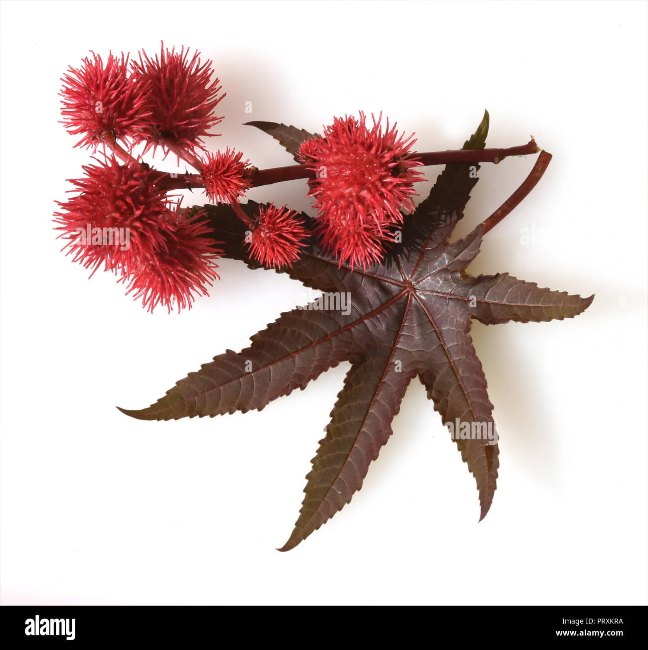 Rizinus, Ricinus Communis, Giftpflanze Stock Photo - Alamy