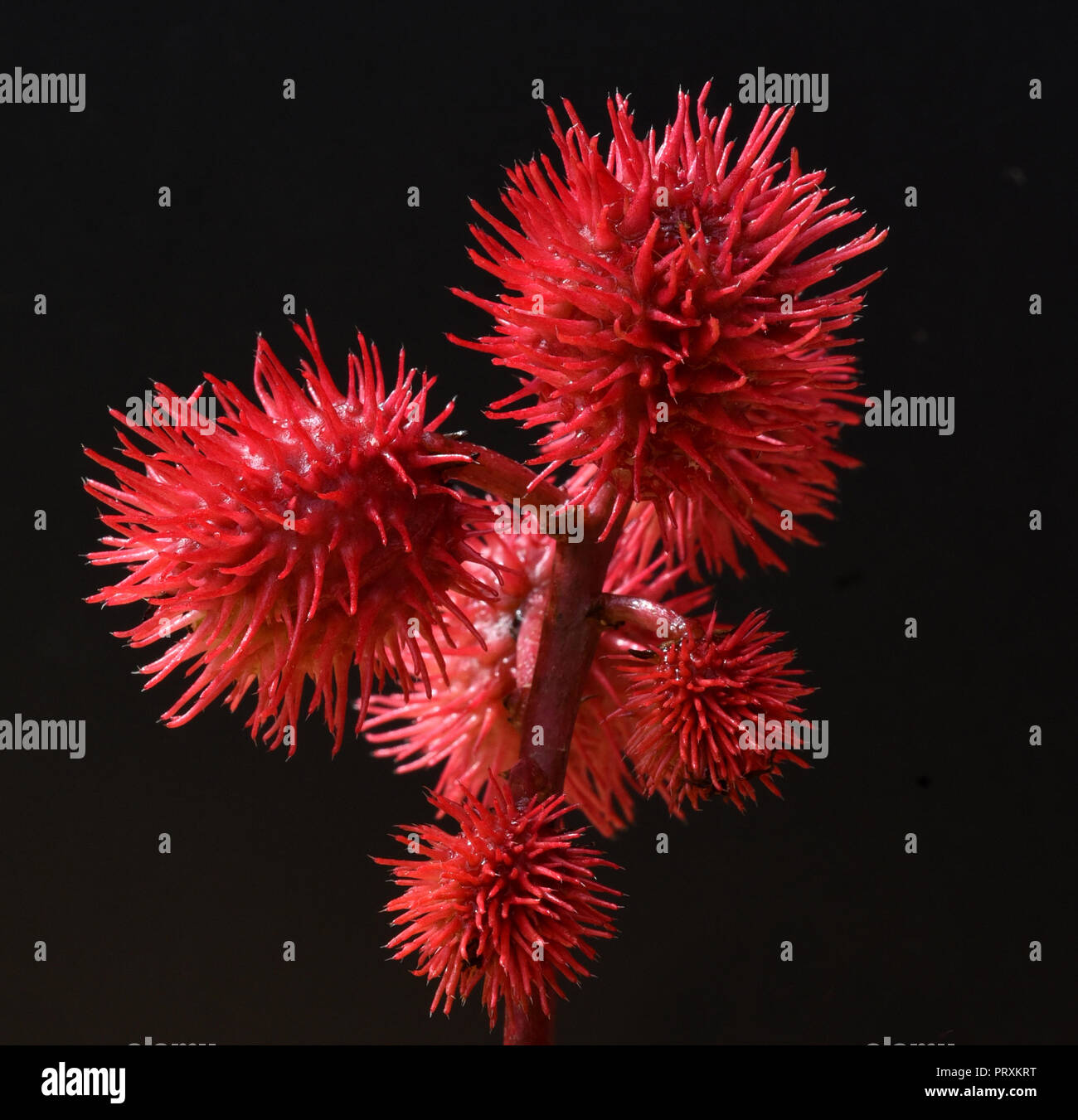 Rizinus hi-res stock photography and images - Alamy