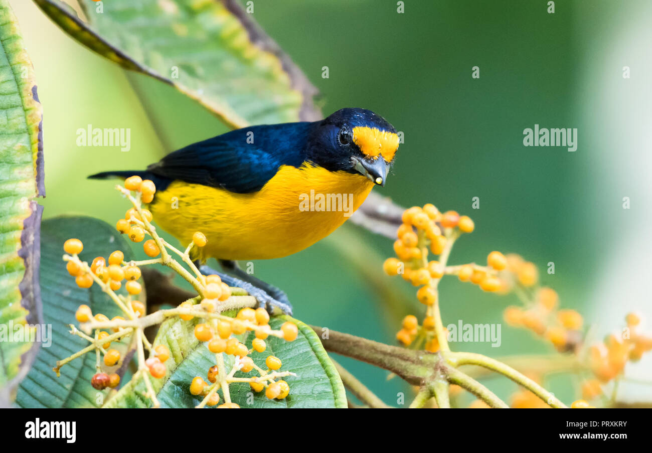 Miconia tree hi-res stock photography and images - Alamy