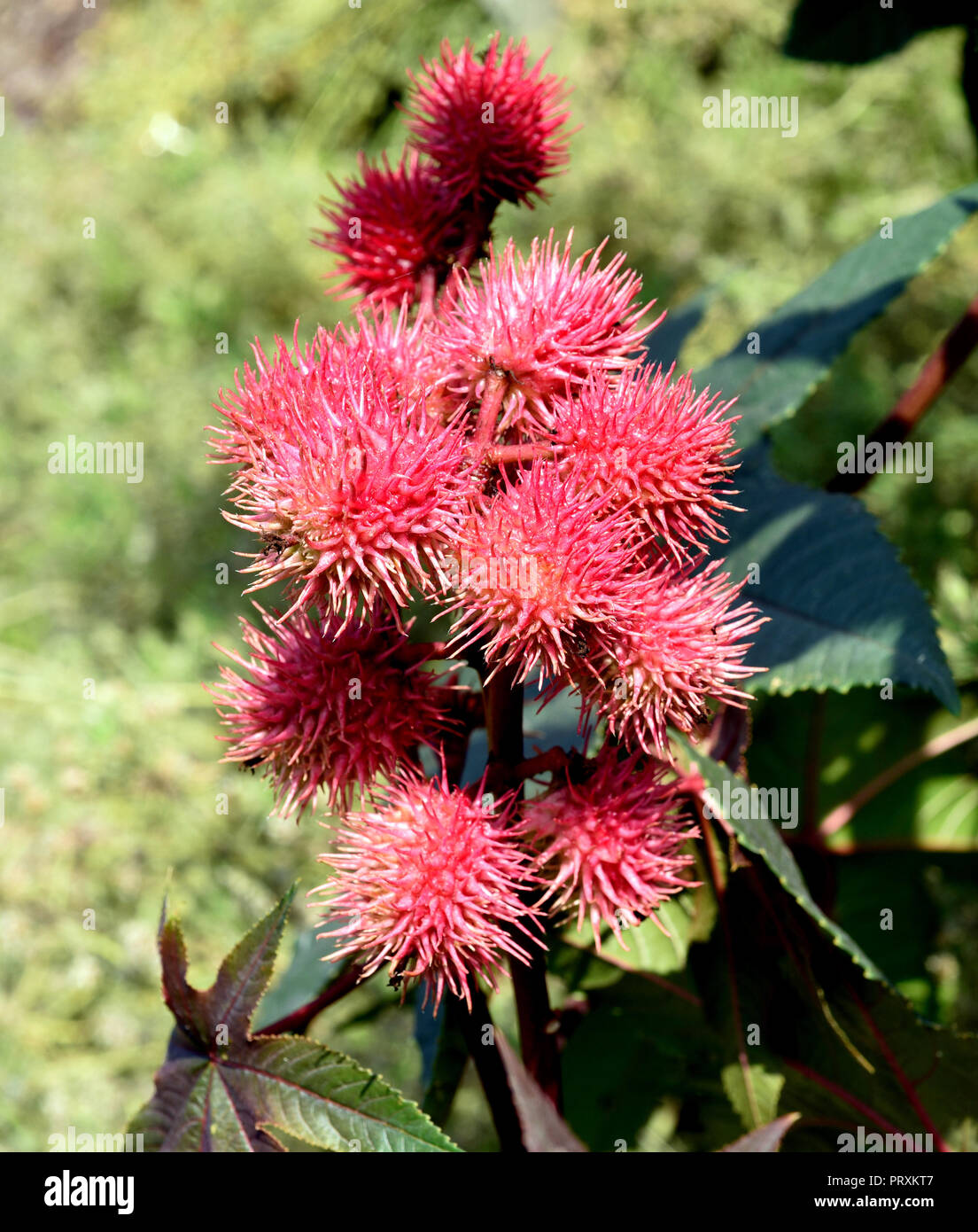 Rizinus, Ricinus Communis, Giftpflanze Stock Photo - Alamy