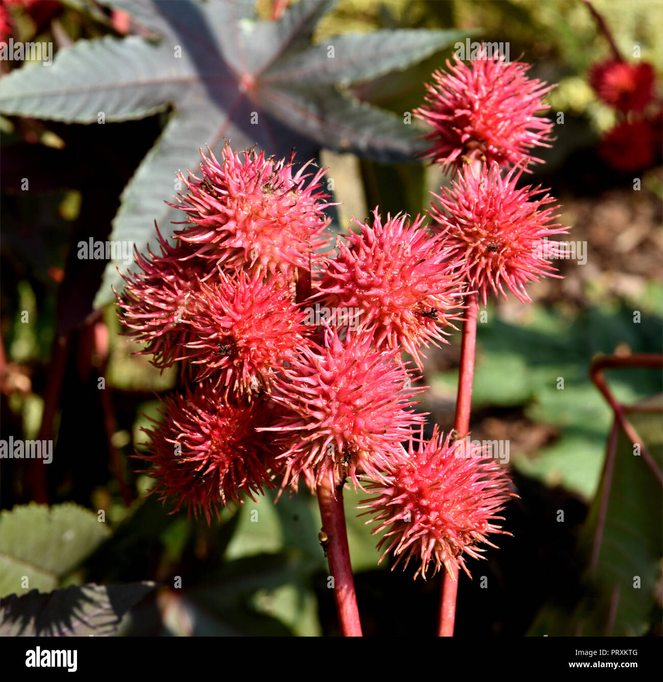 Rizinus ricinus communis hi-res stock photography and images - Alamy