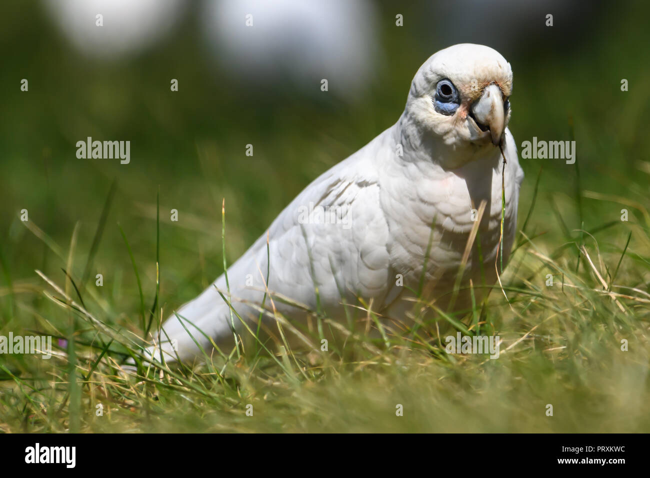 Corella Parrot standing on grass Stock Photo - Alamy