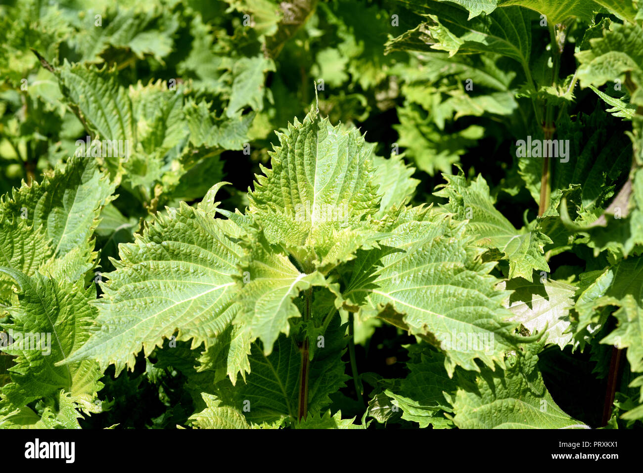 Perilla Frutescens High Resolution Stock Photography and Images - Alamy