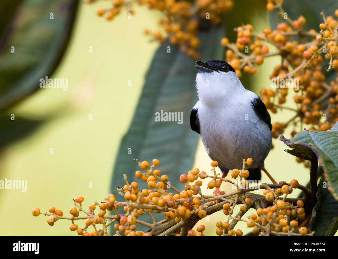 Black manakin hi-res stock photography and images - Alamy