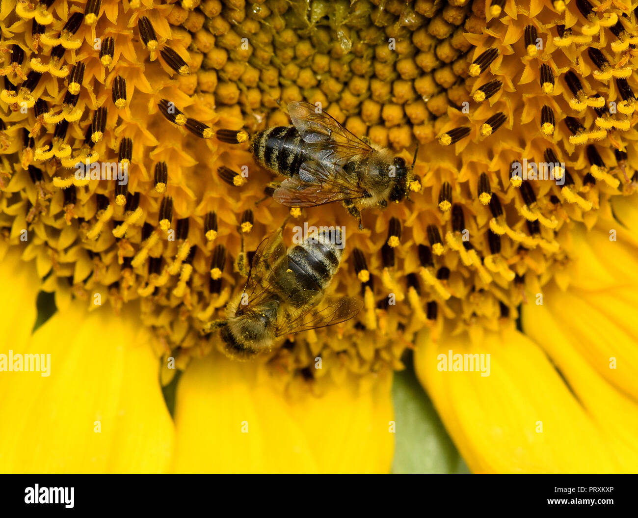 Sonnenblume, Helianthus, annuus, Hummel, Biene Stock Photo - Alamy