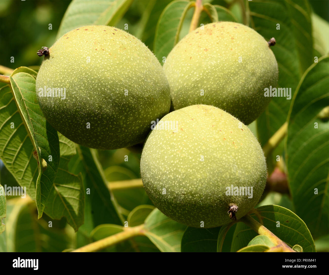 Walnussbaum hi-res stock photography and images - Alamy