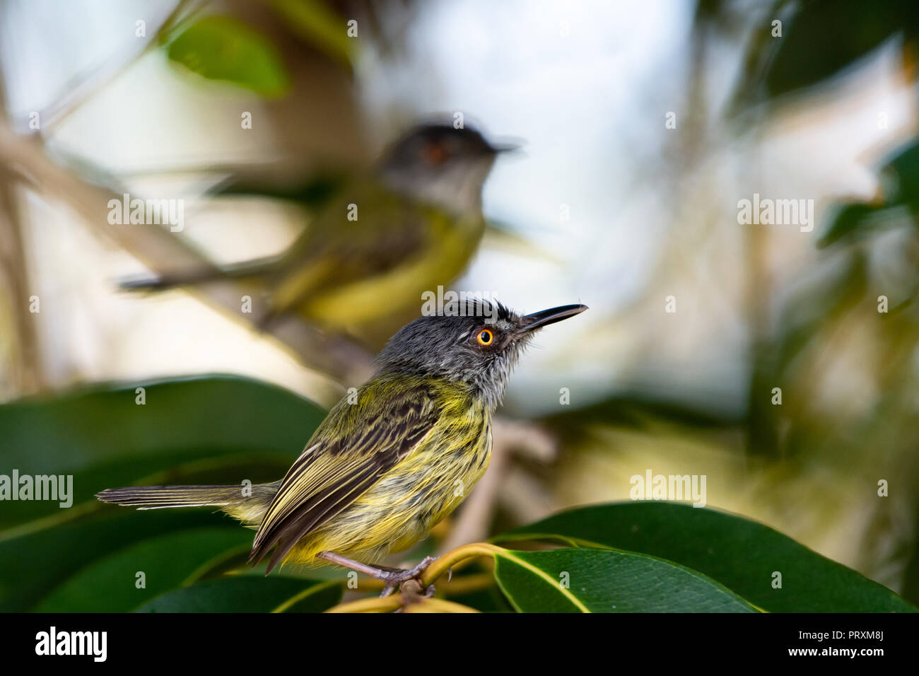 Todies hi-res stock photography and images - Alamy