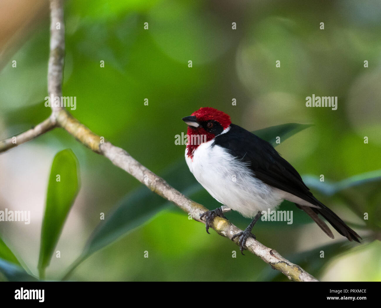 Cute cardinal hi-res stock photography and images - Alamy