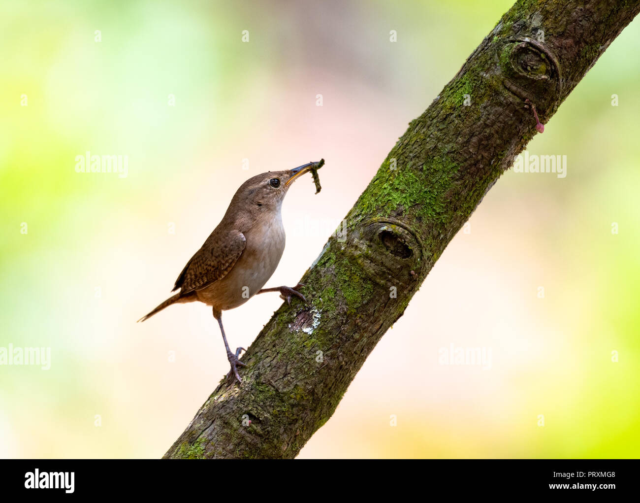 Bird eating grub hi-res stock photography and images - Alamy
