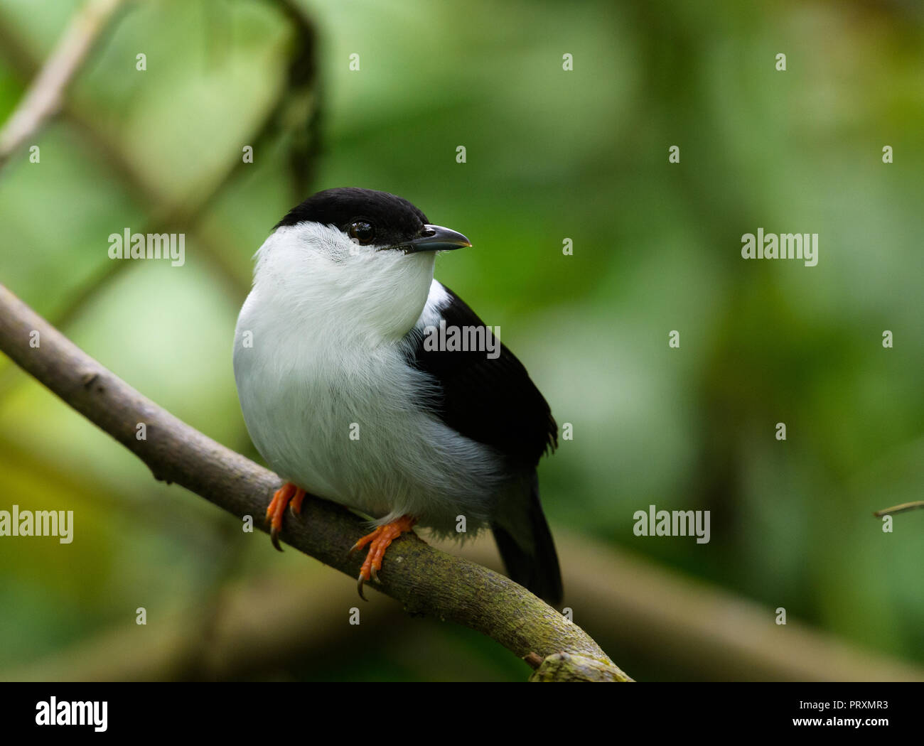 Manakin hi-res stock photography and images - Alamy
