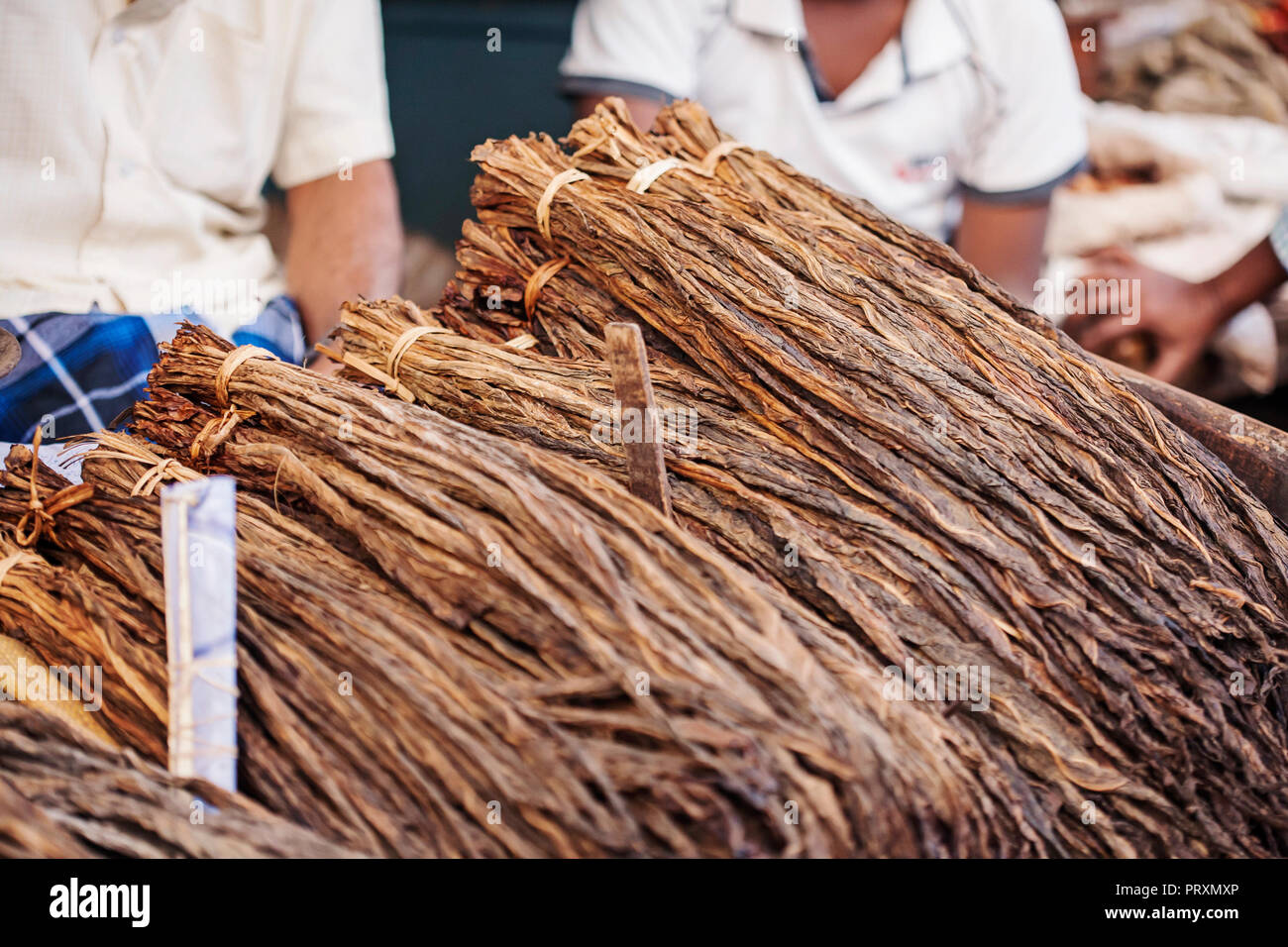 Root seller hi-res stock photography and images - Alamy
