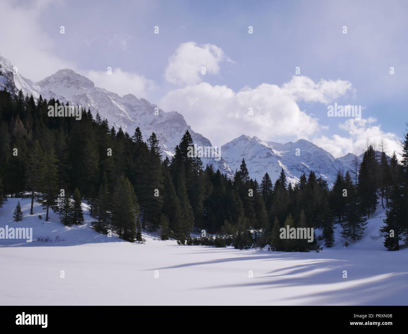 Trees in hibernation hi-res stock photography and images - Alamy