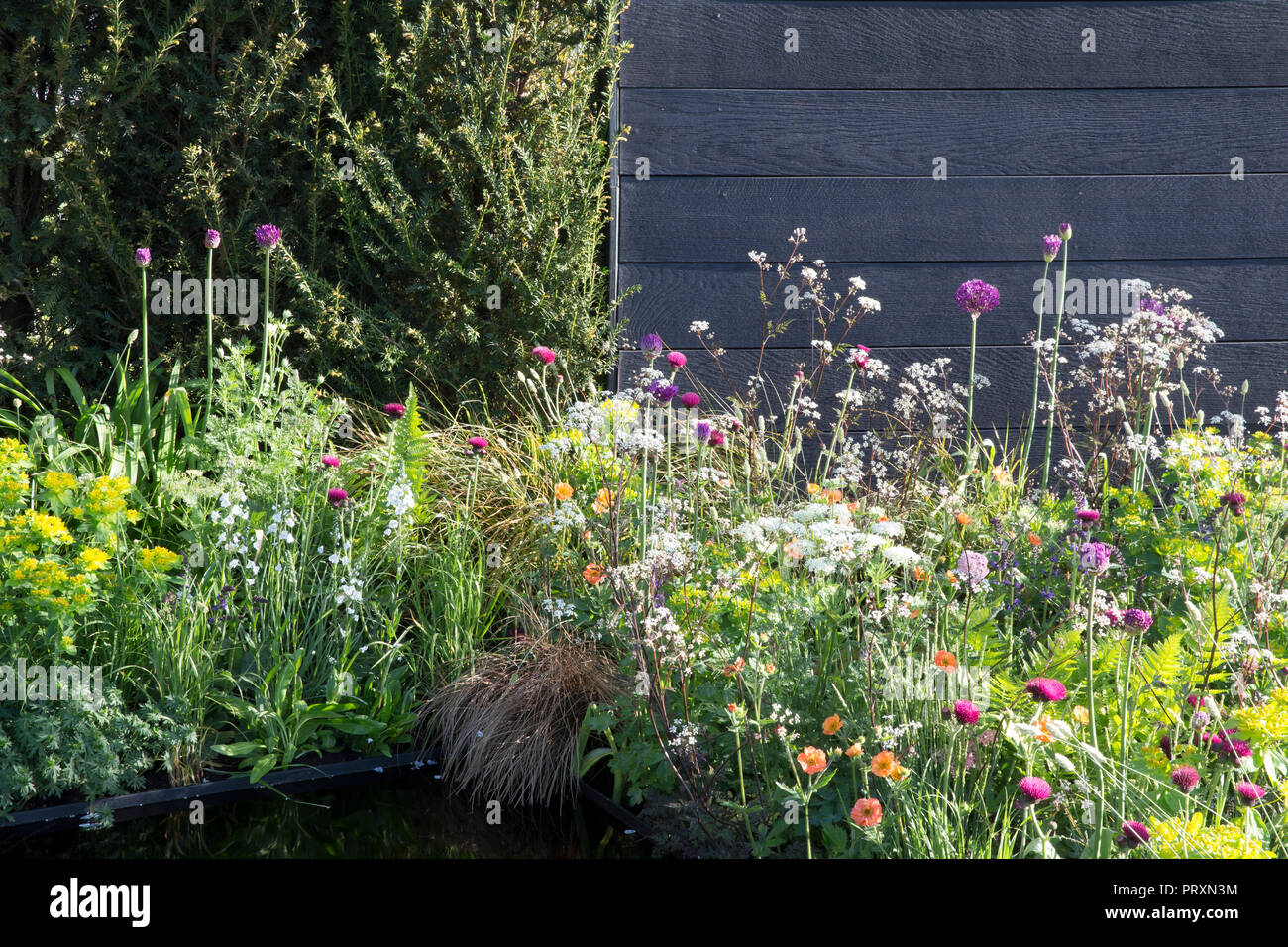Allium Atropurpureum High Resolution Stock Photography and Images - Alamy