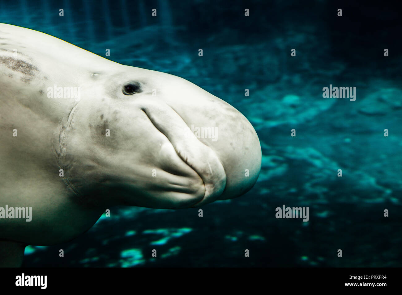 Beluga Whales Mystic Aquarium Mystic, Connecticut, USA Stock Photo - Alamy