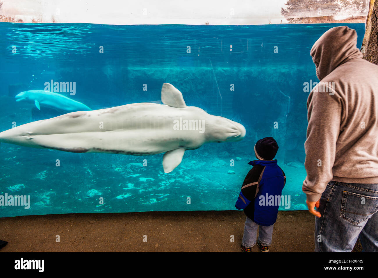 Beluga Whales Mystic Aquarium Mystic, Connecticut, USA Stock Photo - Alamy