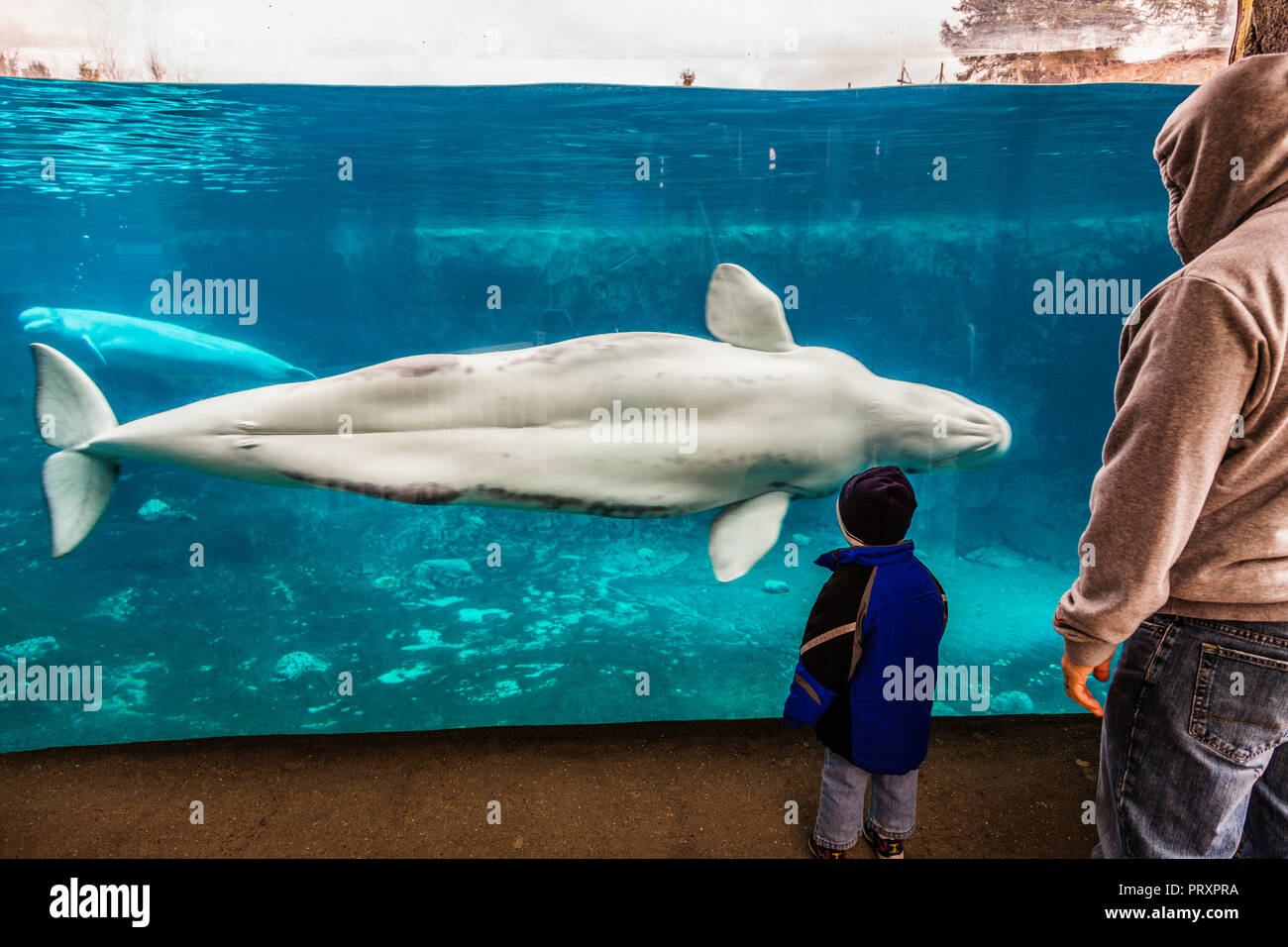 Mystic aquarium hi-res stock photography and images - Alamy