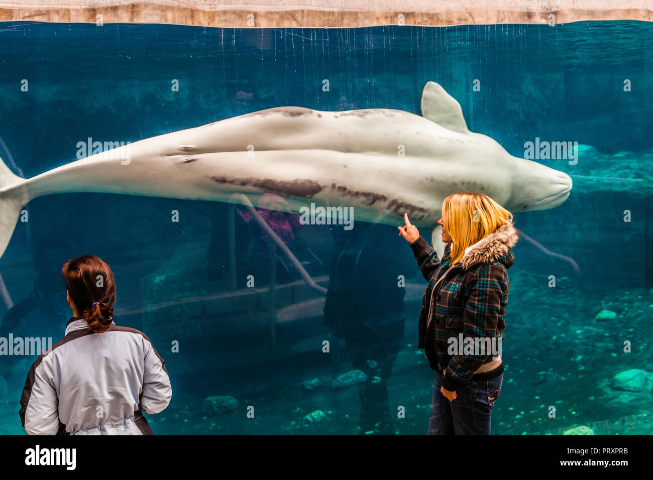 Beluga Whales Mystic Aquarium Mystic, Connecticut, USA Stock Photo - Alamy