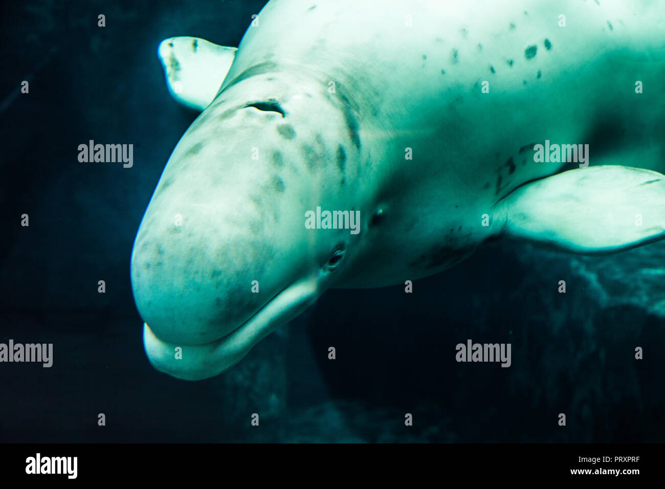 Beluga Whales Mystic Aquarium Mystic, Connecticut, USA Stock Photo - Alamy
