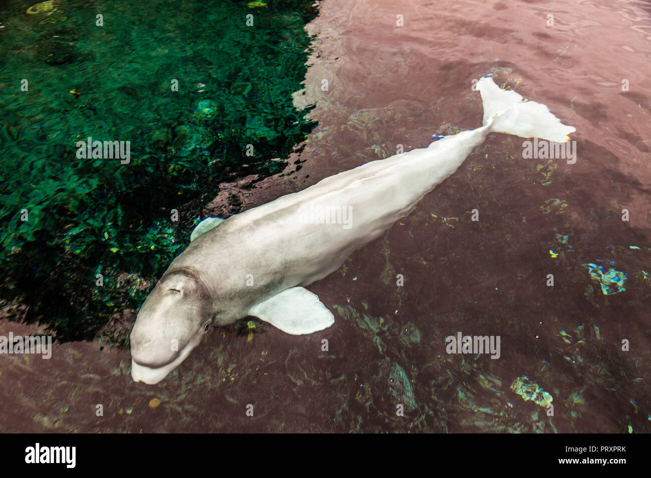 Beluga Whales Mystic Aquarium Mystic, Connecticut, USA Stock Photo - Alamy