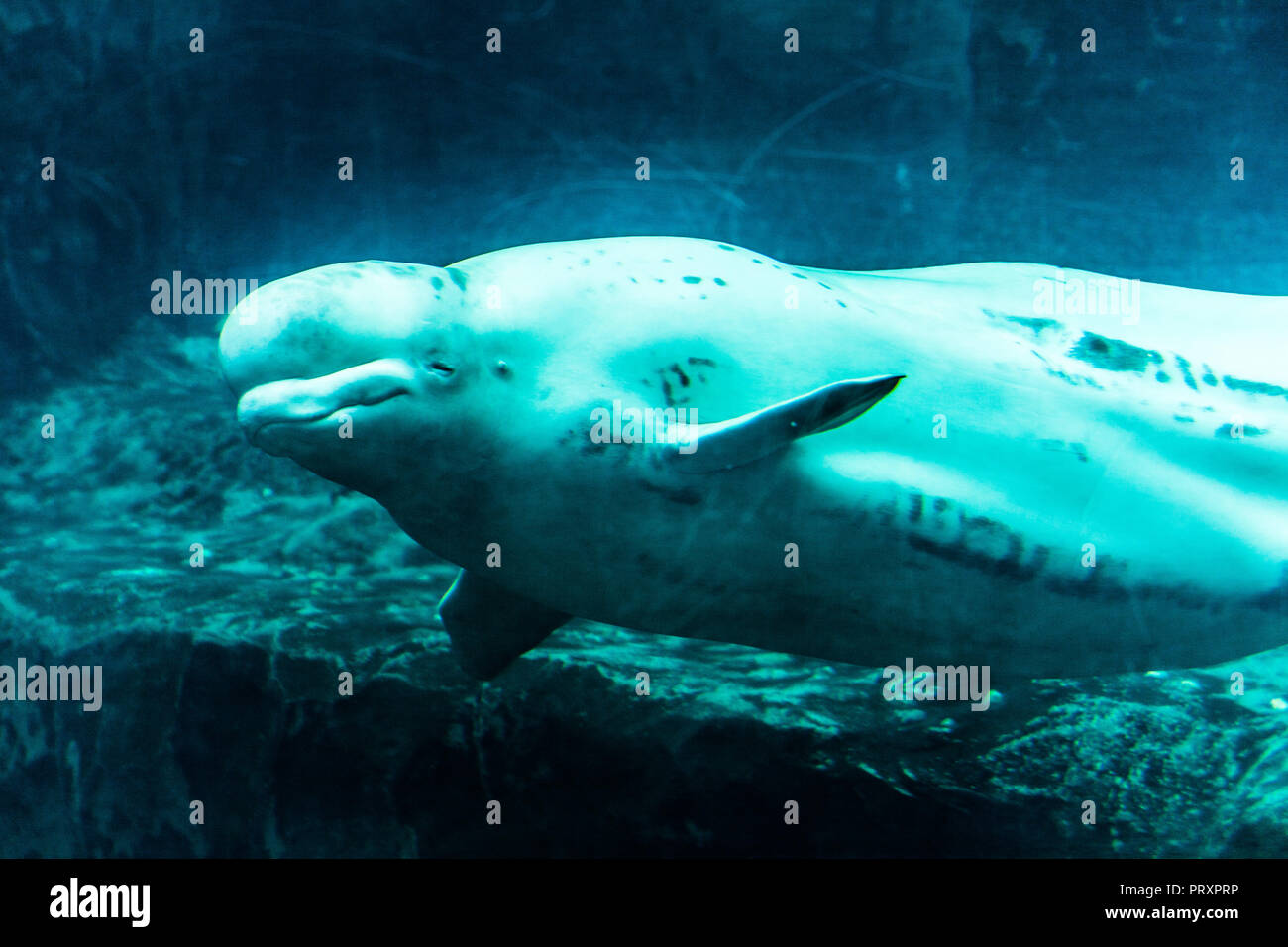 Beluga Whales Mystic Aquarium Mystic, Connecticut, USA Stock Photo - Alamy