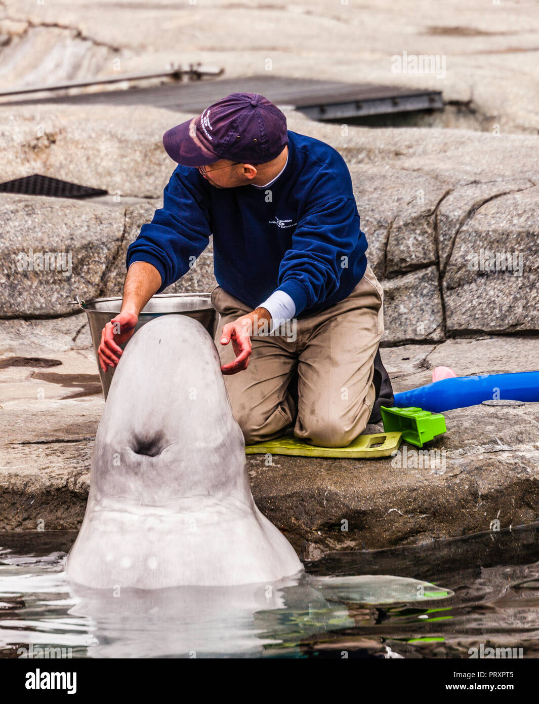 Feeding Beluga Whales Mystic Aquarium Mystic, Connecticut, USA Stock ...