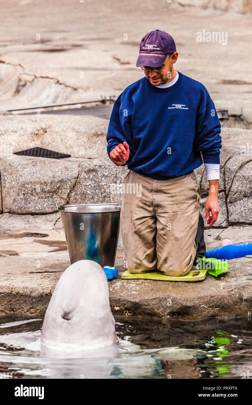 Feeding Beluga Whales Mystic Aquarium Mystic, Connecticut, USA Stock ...