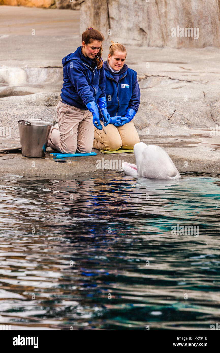 Feeding Beluga Whales Mystic Aquarium Mystic, Connecticut, USA Stock ...