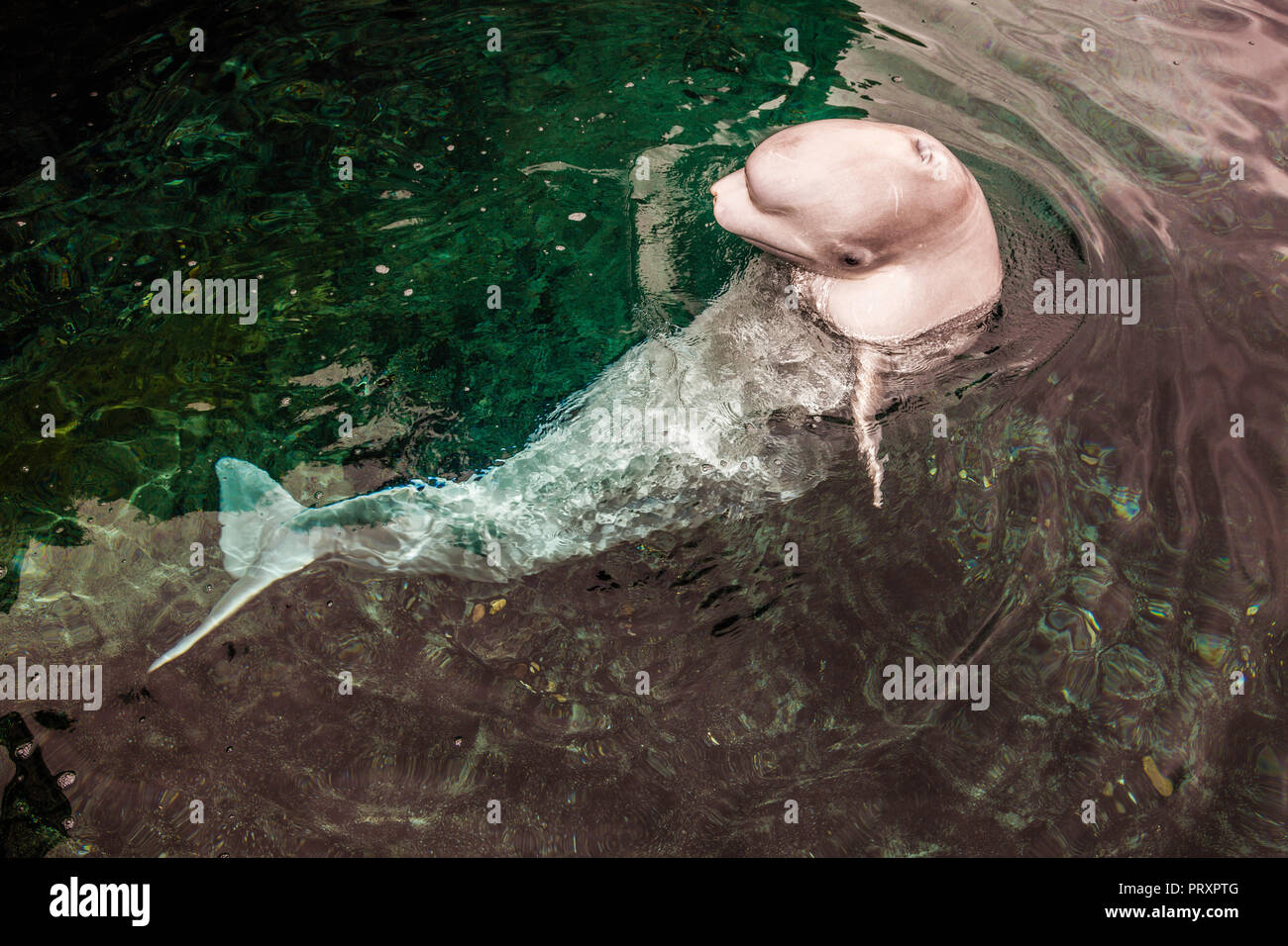 Beluga Whales Mystic Aquarium Mystic, Connecticut, USA Stock Photo - Alamy