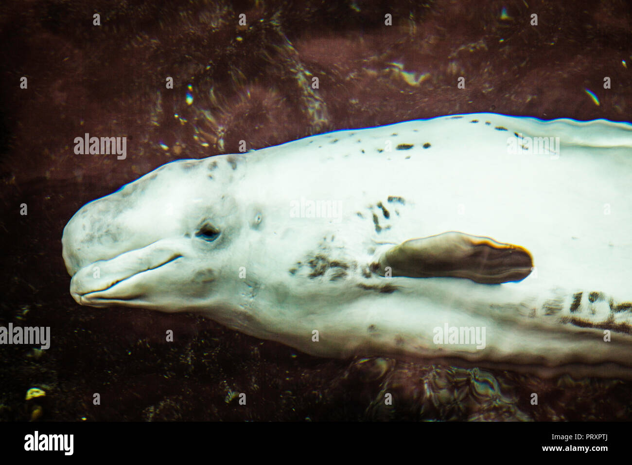 Beluga Whales Mystic Aquarium Mystic, Connecticut, USA Stock Photo - Alamy